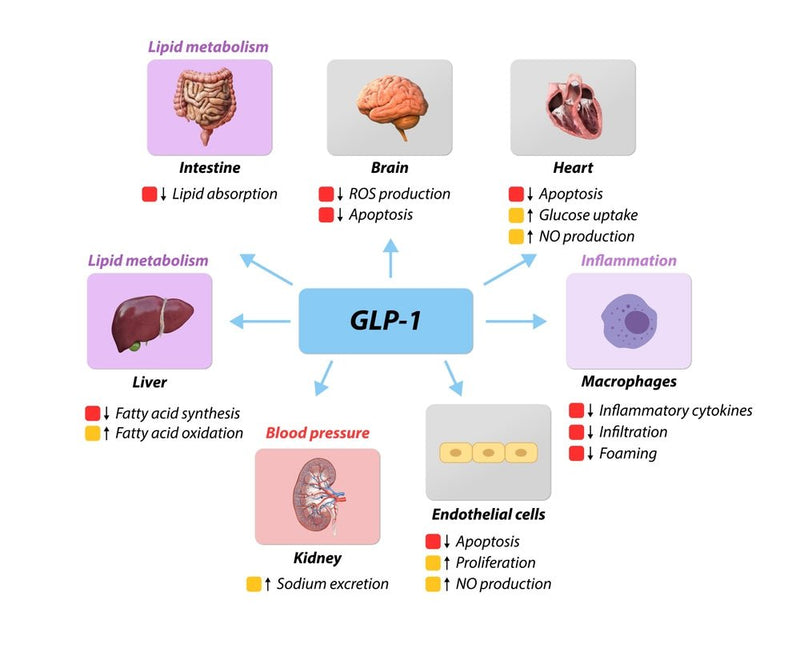 GLP-1 Agonists: All you Need To Know About This Miraculous Compound