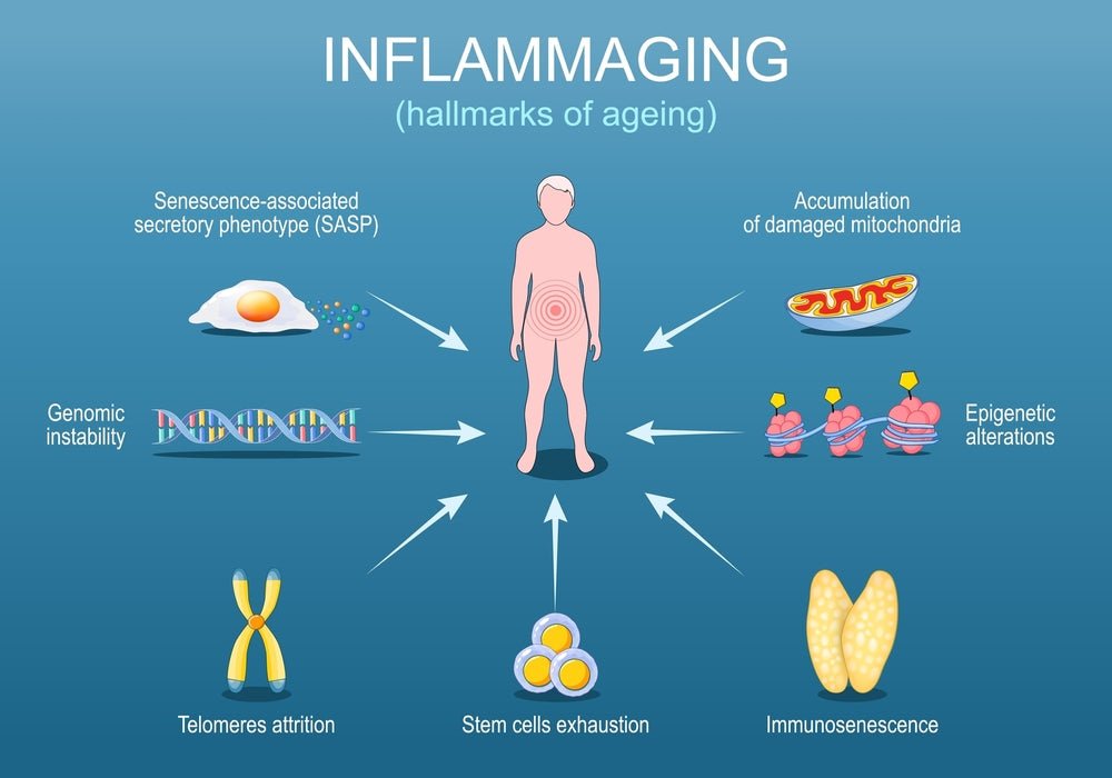 The Silent Fire: The Ultimate Guide to Inflammaging, Why It Accelerate